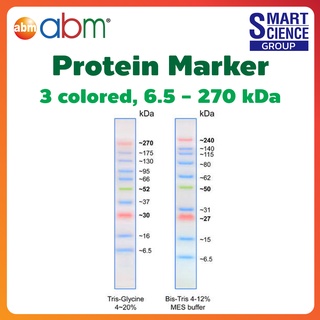 Opti-Protein Ultra Marker Protein Marker ready to use 3 colored 6.5 ...