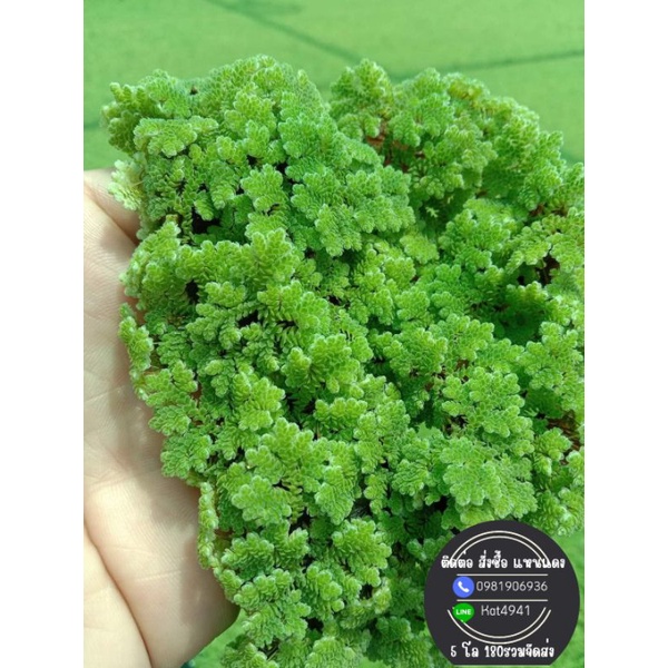 แหนแดงไมโครฟิลล่า ราคาถูก 2กิโล (70บาท) - kitkat.69 - ThaiPick