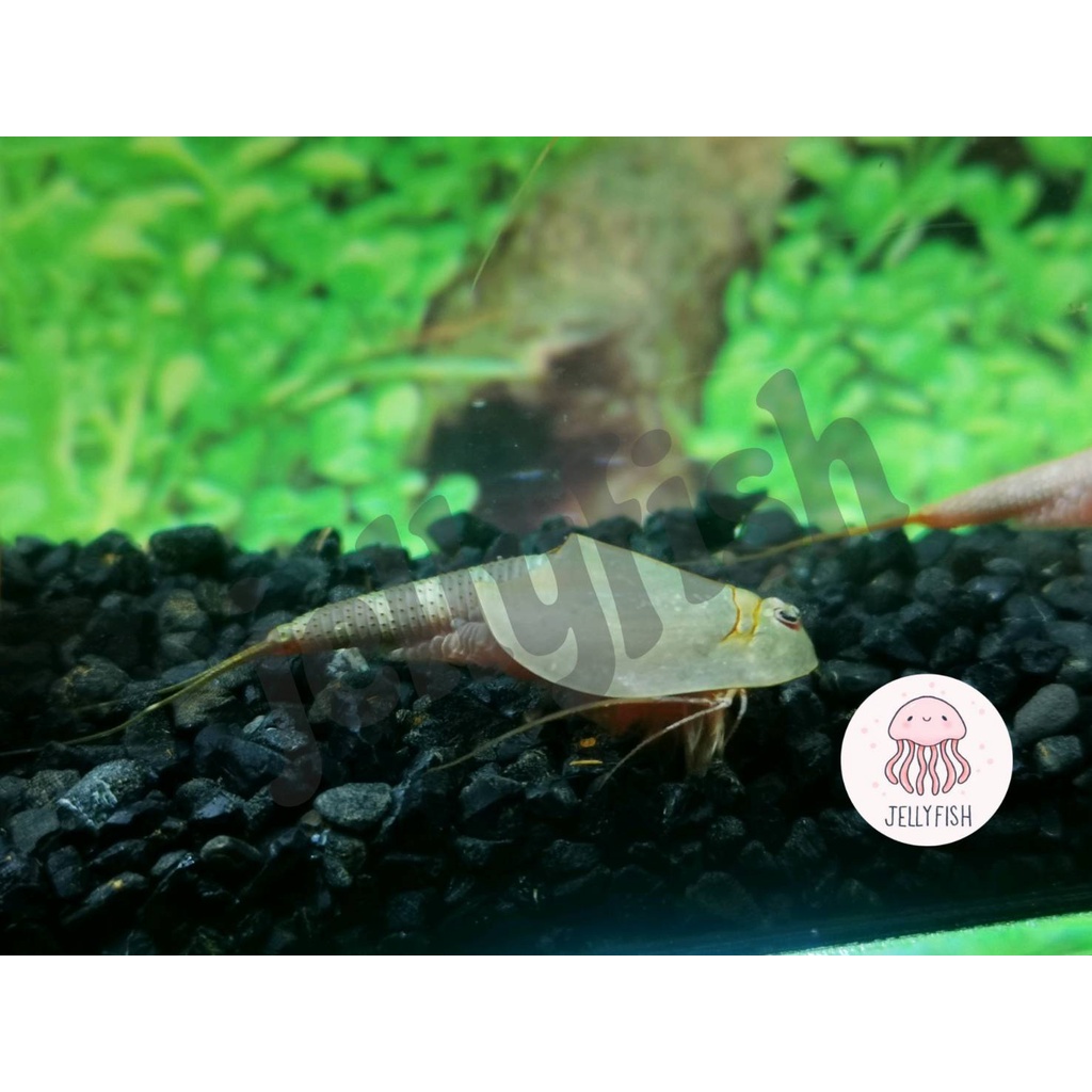 ไข่ไทรออปส์ ไข่Triops ไข่กุ้งไดโนเสาร์ กุ้งไดโนเสาร์ - mean.pana - ThaiPick