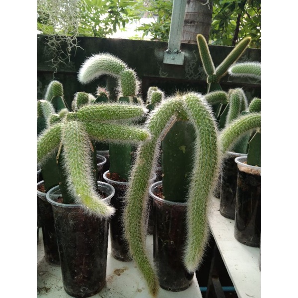 แคคตัสหางลิงตัด,หางลิง | Shopee Thailand