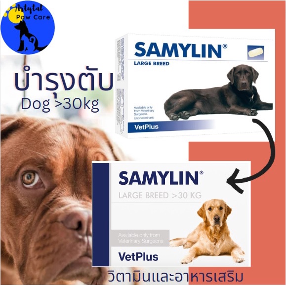 Samylin Hepatic Protector for Large Dogs 30 Tablets บำรุงตับ - artytal ...