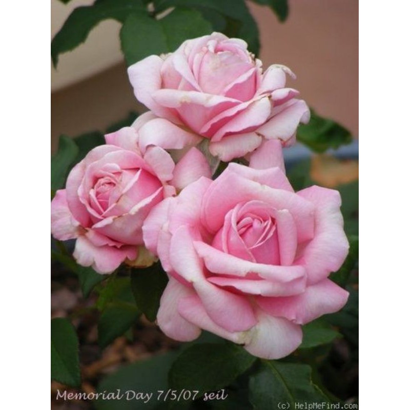 กุหลาบกลิ่นน้ำหอม เมมโมเรียล เดย์ (Memorial day rose) | Shopee Thailand