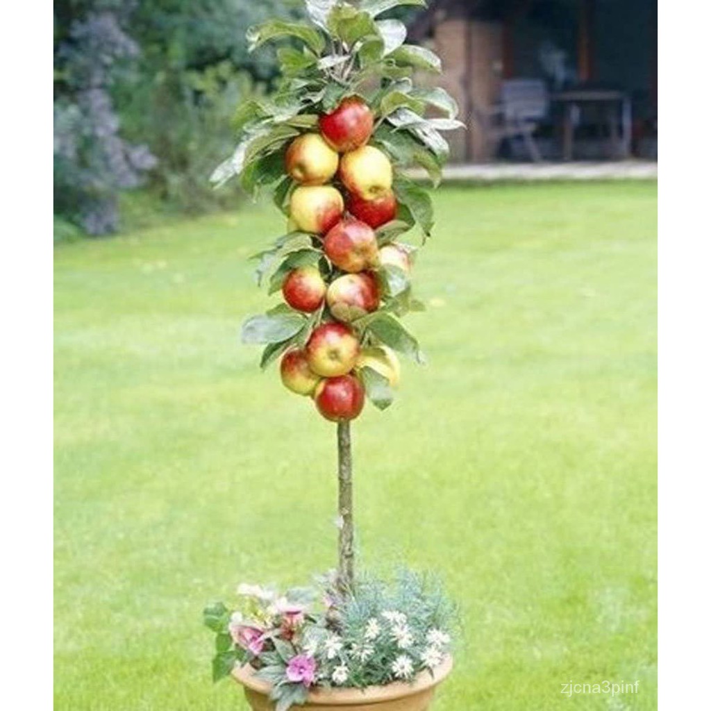 10pcs/Bag Dwarf Apple Seeds Miniature Apple Tree Sweet Organic Fruit ...