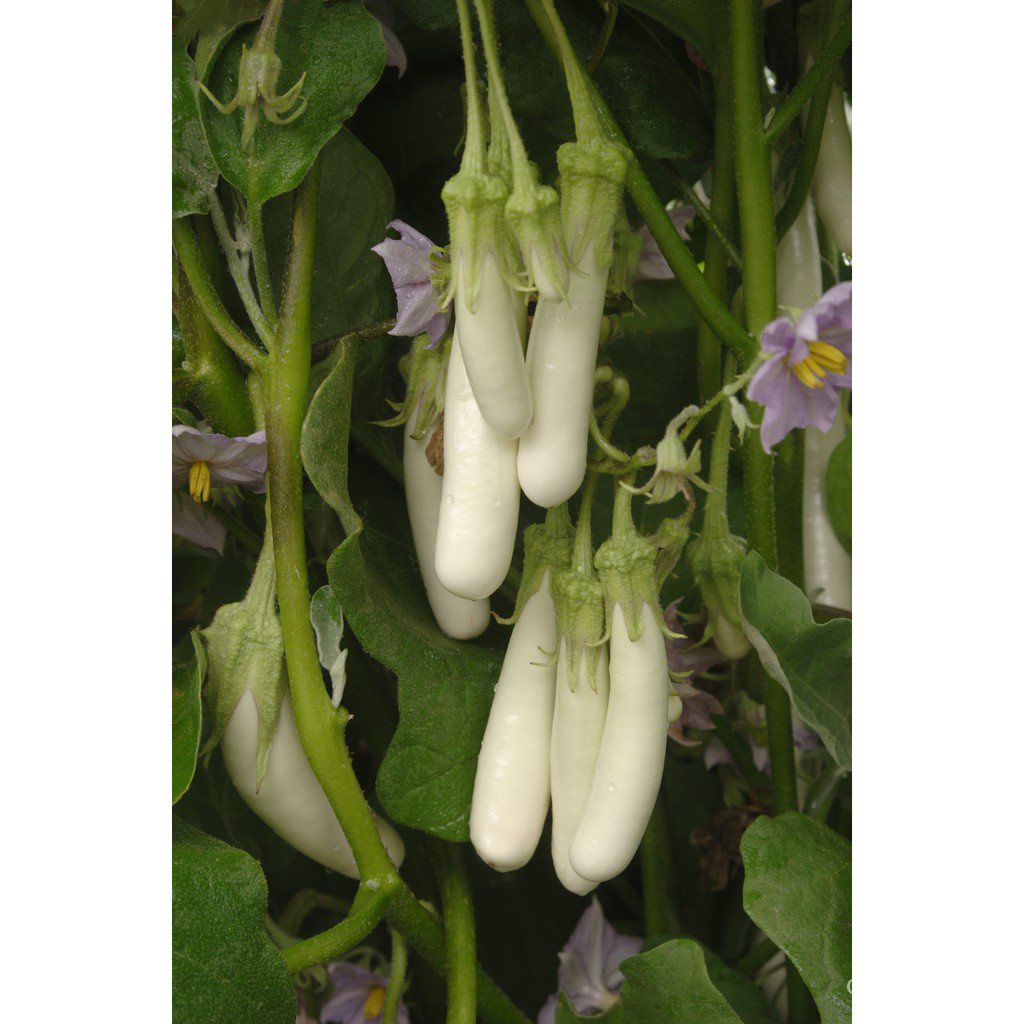 Plantfilled Eggplant Long White Seeds - Vegetable - 10 ...