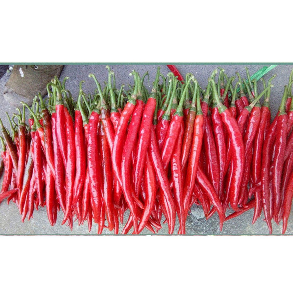 เมล็ดพันธุ์คุณภาพสูงในสต็อกในประเทศไทยเมล็ดอวบอ้วนพริกยาวโจลอง เมล็ด ...