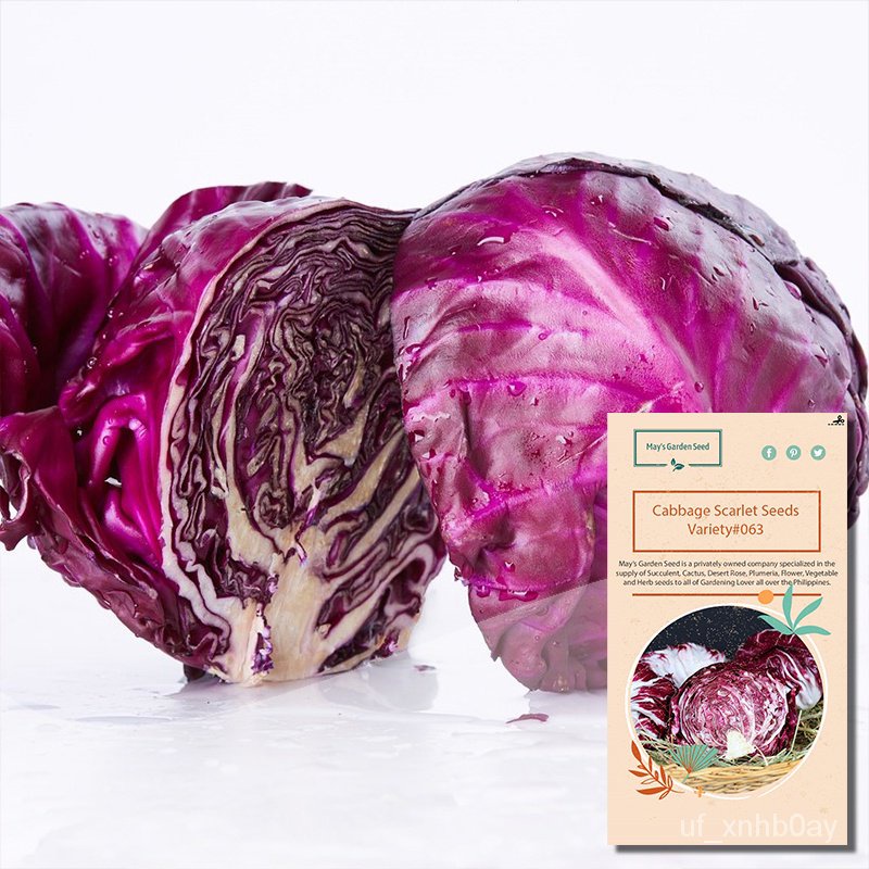 Cabbage Scarlet Seeds Vegetable Seeds 063กางเกงพืชสวนมะเขือเทศดอกไม้ ...