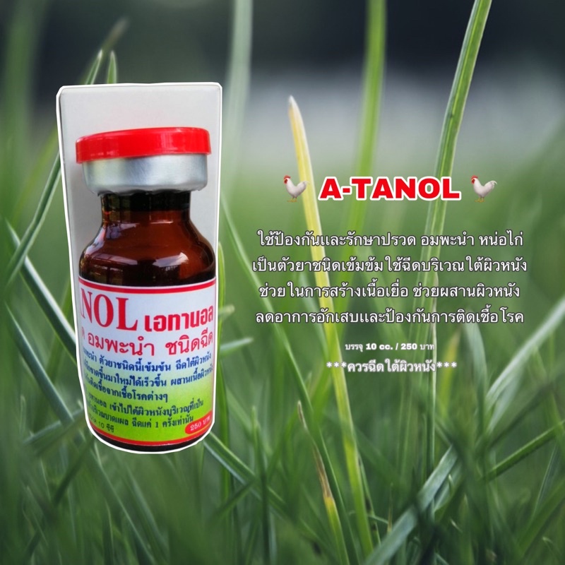 A-TANOL ใช้ป้องกันเเละรักษาปรวด อมพะนำ หน่อไก่ ใช้ฉีดใต้ผิวหนัง สลาย ...