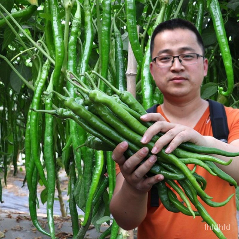 20 Pcs seeds/pack Green Long Chilli SeedsผักปลอดสารพิษLong Hot Pepper ...