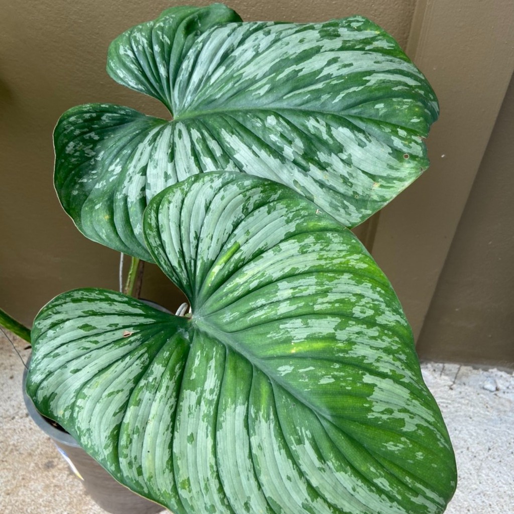 plant-perfect , ร้านค้าออนไลน์ | Shopee Thailand