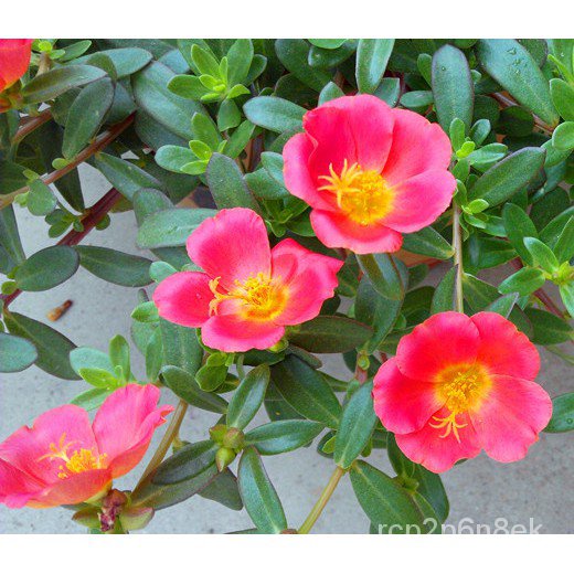 100 seeds of Clivia in 8 colors, easy to live in four seasons, outdoor ...