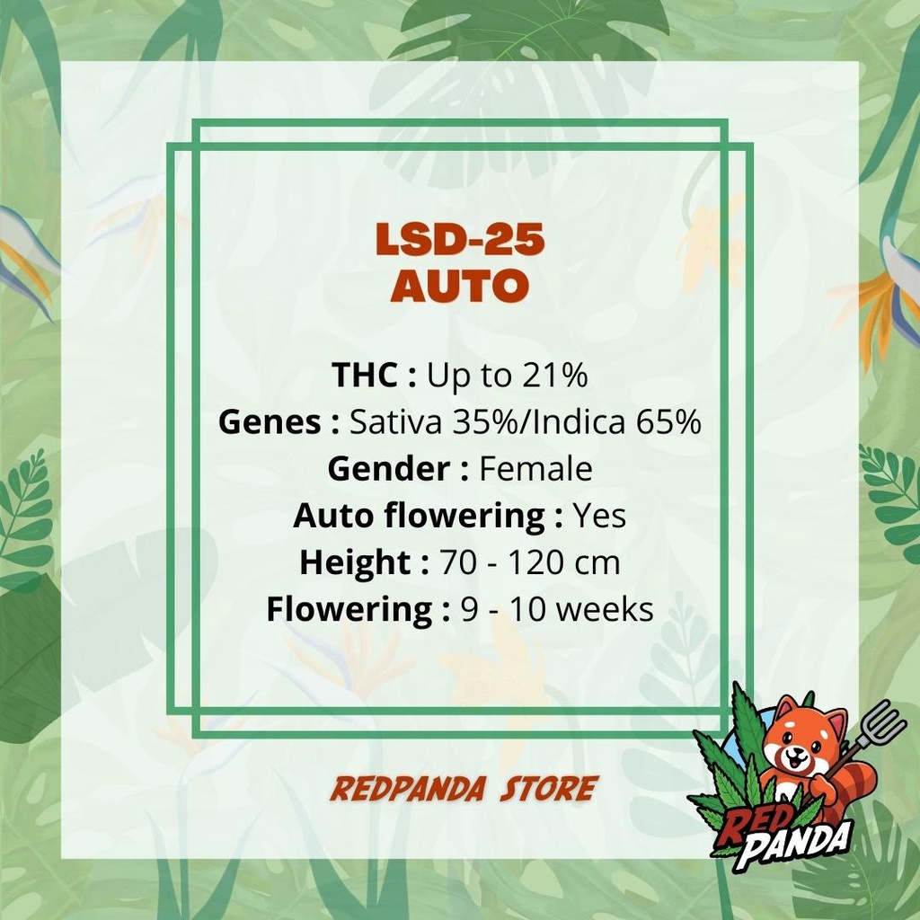 Fastbuds เมล็ดพันธุ์ LSD-25 Auto เมล็ดกัญชานอก เมล็ดกัญชาค่าย Fastbuds ...
