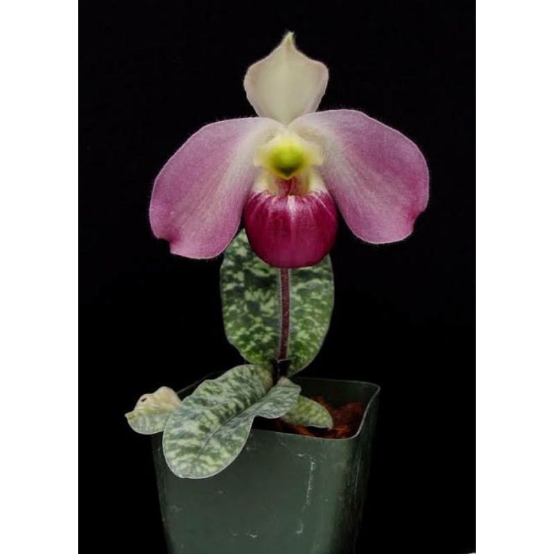 Paph ถูกที่สุด พร้อมโปรโมชั่น - ก.พ. 2022 | BigGo เช็คราคาง่ายๆ