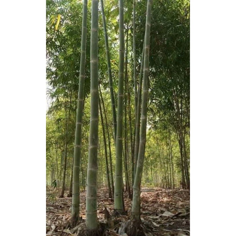 ไผ่ซางหม่น ไผ่ซางนวลราชินี 2 ต้น/กล่อง | Shopee Thailand