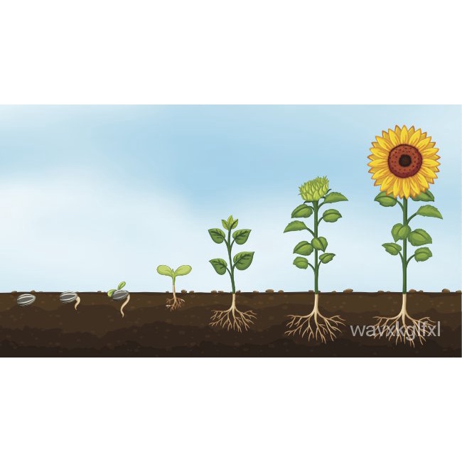 Biji Benih Bunga Matahari Mini Sunflower S5 Sunflower Seeds FLOWER ...