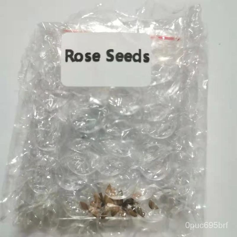 Rose Seeds for Yard Gardening Plant 50Pcs Fresh Rare Rose Seeds Flower ...