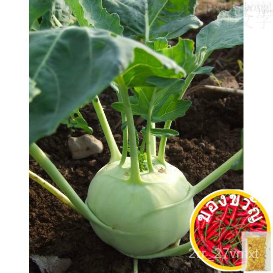 Kohl Rabi 1gram Seeds German Turnip Herbs Plants Seeds Supplies ...