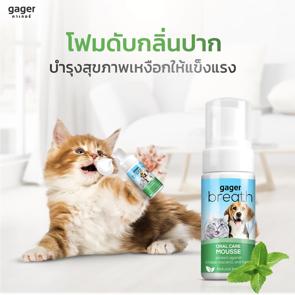 Gager (กาเจอร์) เซ็ตคู่ โฟมดับกลิ่นปากแมว โฟมดับกลิ่นปากหมาน้ำยาเช็ดหู ...