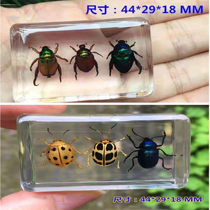 ตัวอย่าง1iece Scarab ect Secimen Ladybug Beetle In Clear Resin crafts ...