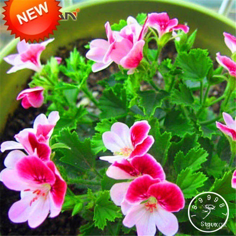 Big Sale!100 PCS/Bag Two-color Red White Univalve Geranium Seeds ...