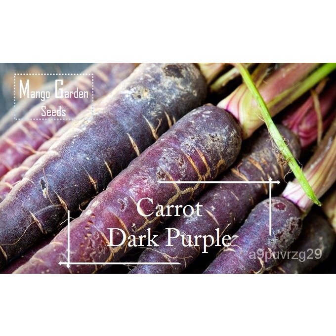 2022Carrot Mix Seeds - 100 Seed Pot Friendly - - Dark Purple ...