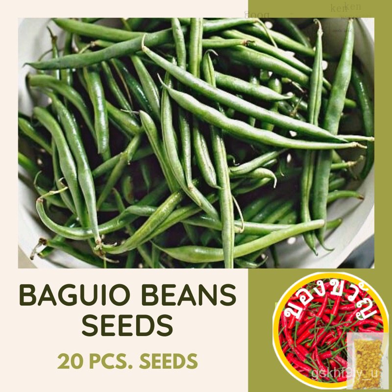 BAGUIO BEANS SEEDS (20pcs seeds) HYBRIDEASY TO GROWHIGH YIELDING ...