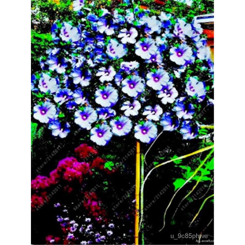 2022100 pcsbag rose tree rose seeds bonsai flower seeds tree seeds ...