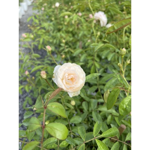 กุหลาบเลื้อยซัมเมอร์สโนว์ Summer snow rose ถุงขาว 8 นิ้ว ...