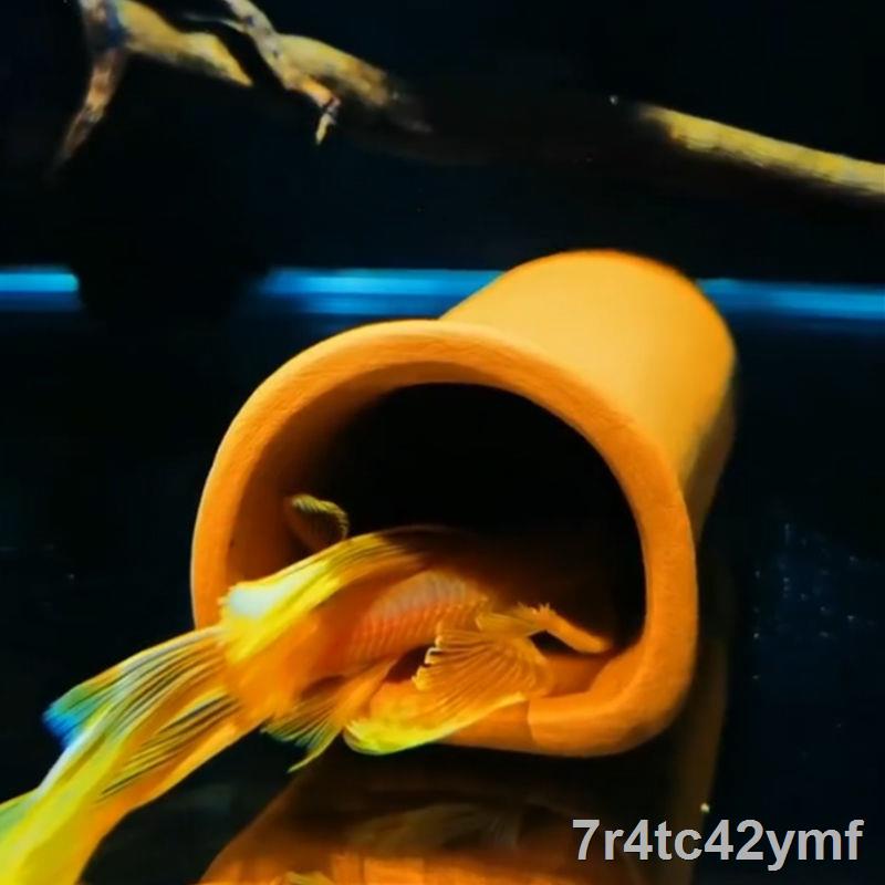 Golden big sail bearded fish breeding tank มนุษย์ต่างดาวซ่อนบ้านม้าปลา ...