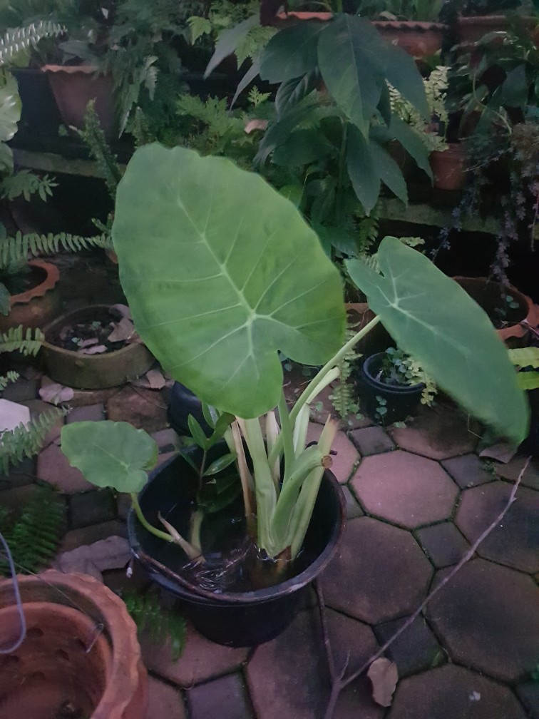 ต้นทูน ตูน คูน อ้อดิบ ออดิบ | Shopee Thailand