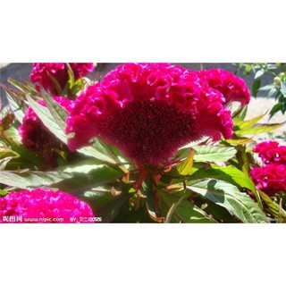 100pcs Mixed colours Celosia seed crown cockscomb fan-shaped cockscomb ...