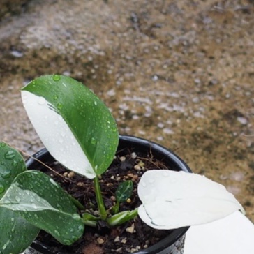 philodendron white wizard - eak_foliage_plants - ThaiPick