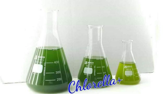 Chlorella starter kit; ชุดเพาะขยายหัวเชื้อน้ำเขียว-ไข่ไรแดง - chlorella ...