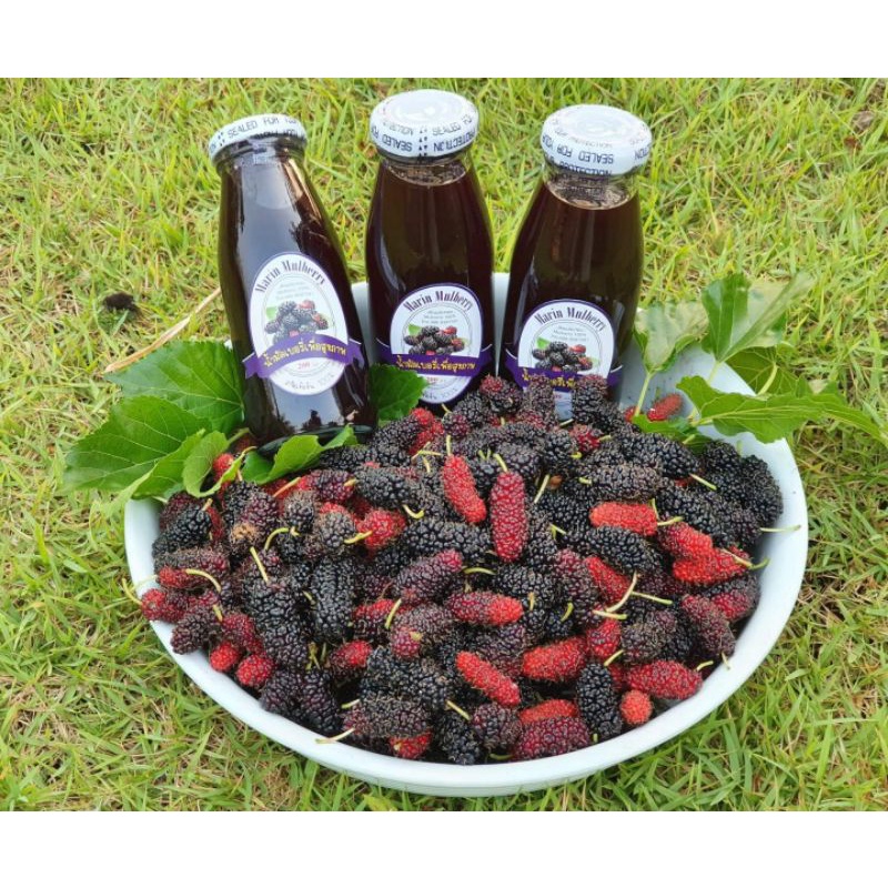 Mulberry Juice น้ำมัลเบอรี่100 (ขนาด 10 ขวด) - nakhun.shops - ThaiPick