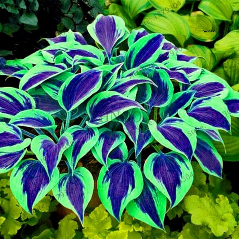 ขายส่ง บอนสี 50 เมล็ด เมล็ดพันธุ์ Hosta plantaginea Caladium Seeds บอน ...