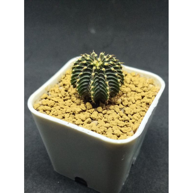 LB2178เเท้ ไม้เมล็ด 13พูแทรก - piyanggoon111 - ThaiPick