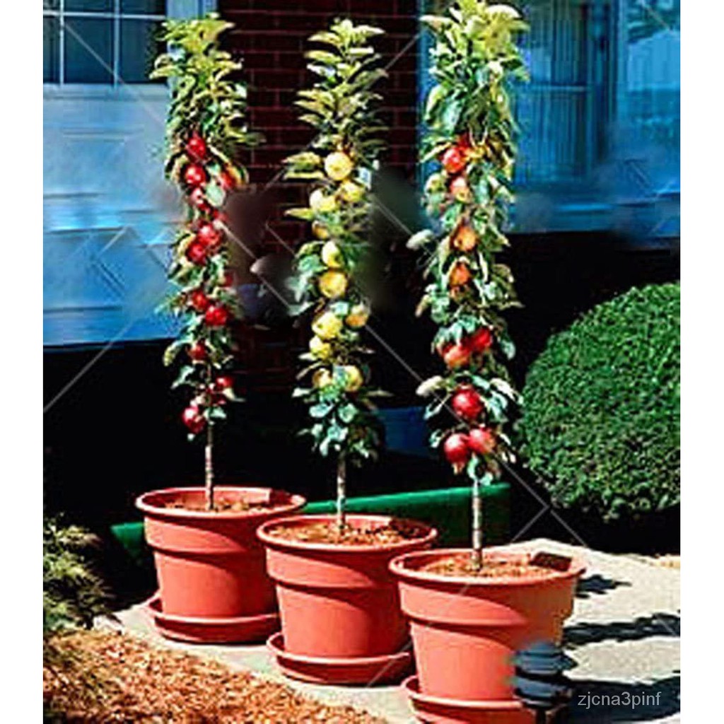 10pcs/Bag Dwarf Apple Seeds Miniature Apple Tree Sweet Organic Fruit ...