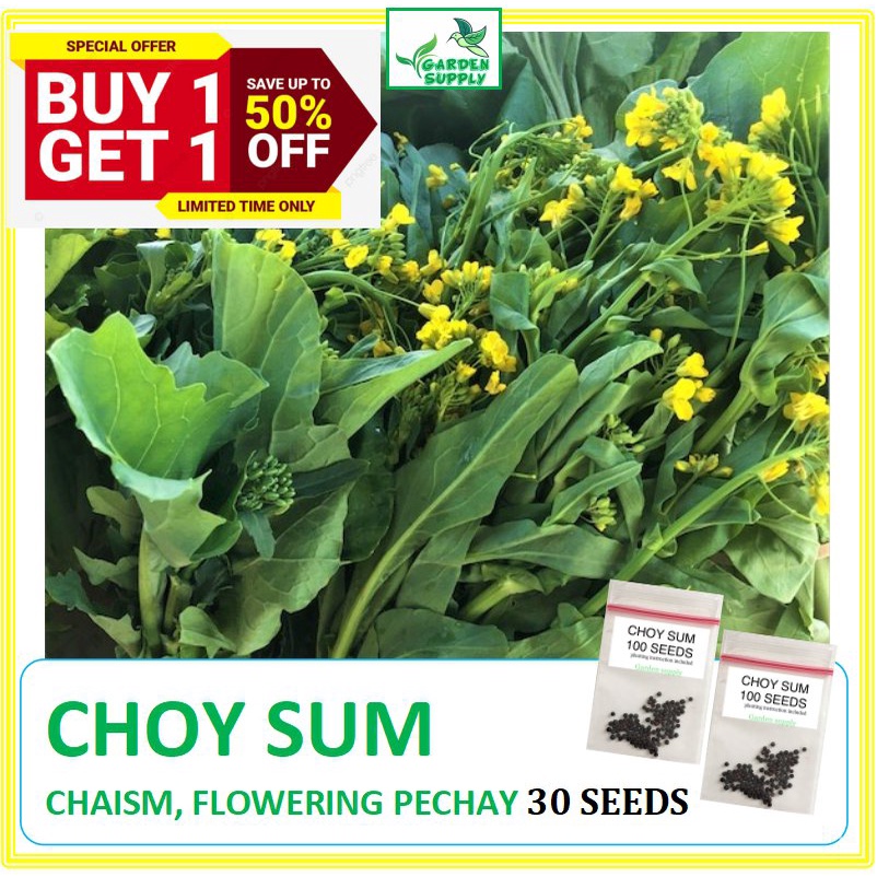 BUY1 TAKE 1 CHOY SUM CHAISM FLOWERING PECHAY (100 SEEDS) TSOI SUM F7RX ...