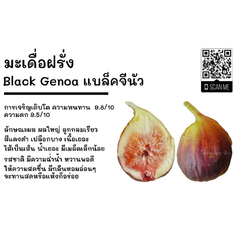 กิ่งสดมะเดื่อฝรั่ง Black Genoa จำนวน 1 ชุด (5กิ่ง) - kb.petch.wissarut ...