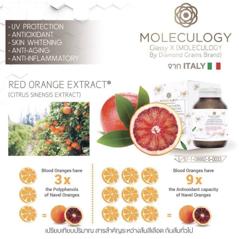 Glassy X MOLECULOGY By Diamond Grains(พร้อมส่ง) - vitavibes - ThaiPick