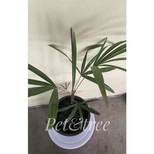 ต้นจั๋งต้นสูง60-80ส่งพร้อมกระถาง8นิ้ว️ไม้ฟอกอากาศ️ไม้มงคลฟอร์มสวยไม้ยอด ...