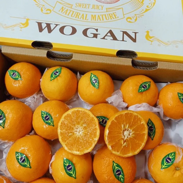 ส้มไต้หวันใหม่ล่าสุด WOGAN อร่อย หวานนาไตล์ส้มไต้หวัน เนื้อฉ่ำน้ำสุดๆ ...