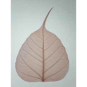 โครงใบไม้ 25 ชิ้น Brown (Standard Bo Skeleton Leaves) | Shopee Thailand