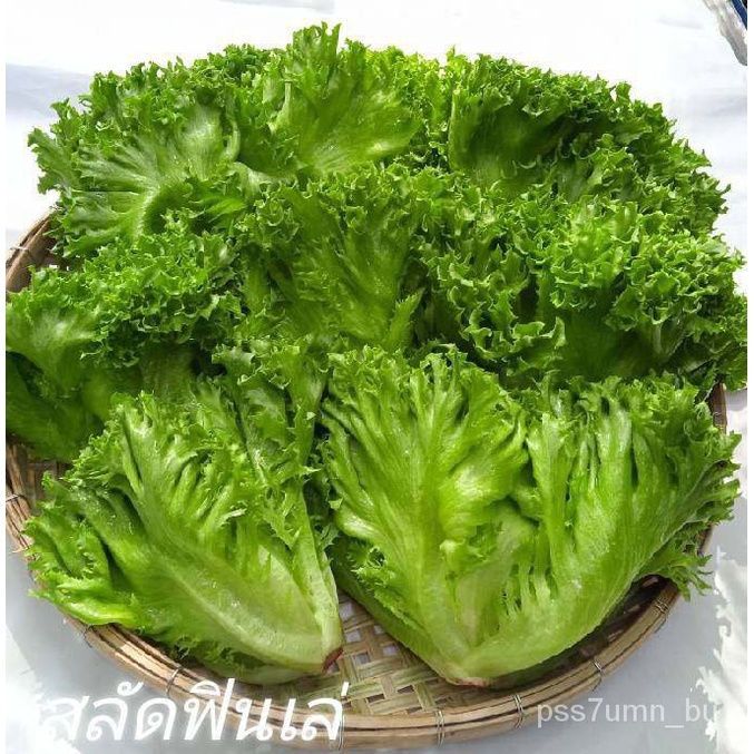 เมล็ดพันธุ์ต้นกล้าสลัด ฟิลเลย์ไอซ์เบิร์ก Frillice Ice Berg Lettuce ต้น ...