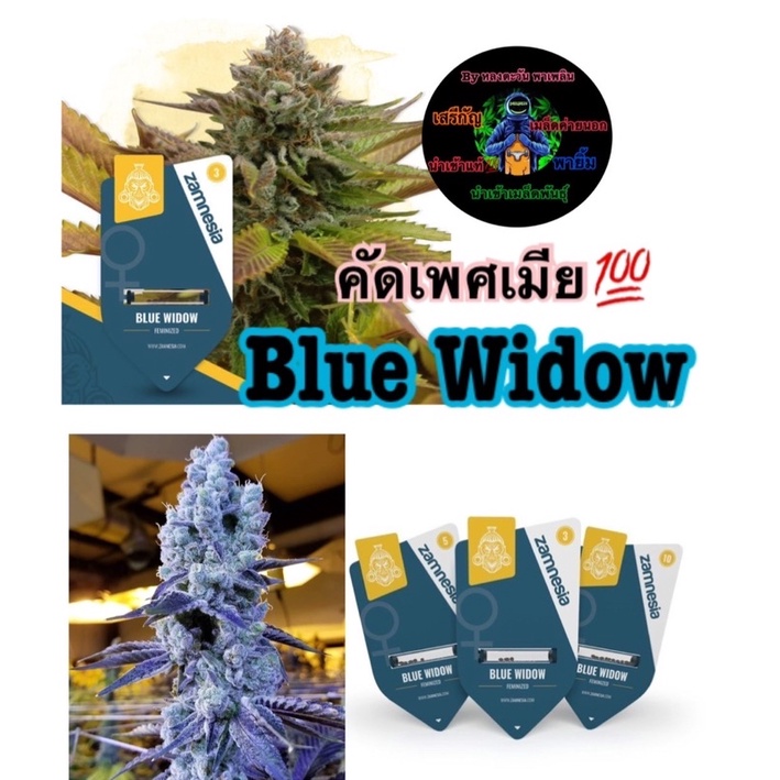 เมล็ดนอก Blue widow 1ชุด 50 เมล็ด นำเข้า ของแท้ พร้อมปลูก มีวิธีการเพาะ ...