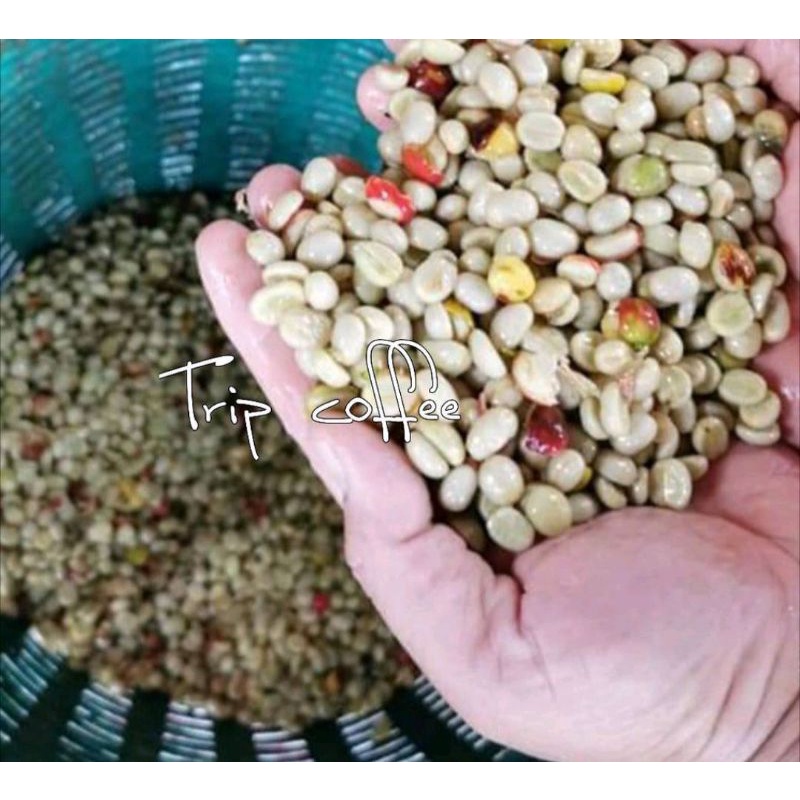 เมล็ดกาแฟคั่ว Premium Arabica 100 500g - nuengsasiwanna - ThaiPick