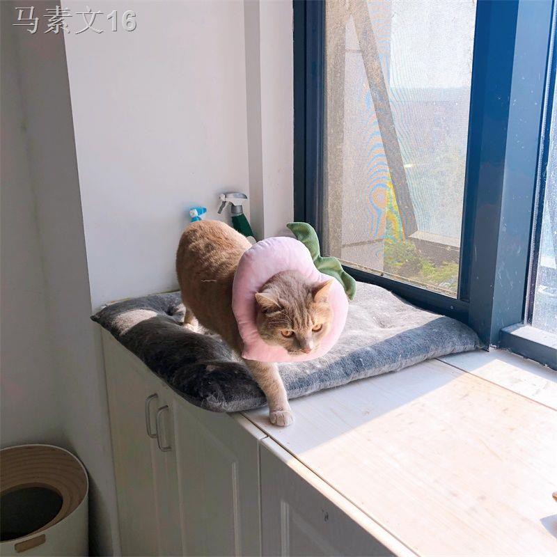 Cat Elizabeth laps sterilization supplies collar licking the soft cloth ...