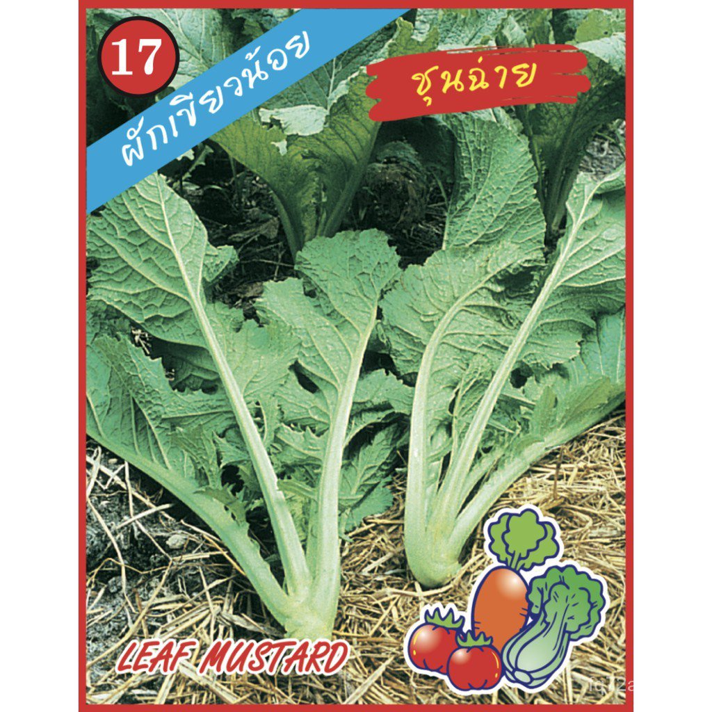 AAA ผักซอง A017ผักเขียวน้อย ใบใหญ่ ชุนฉ่าย เมล็ดพันธุ์ เมล็ดพันธุ์ผัก ...