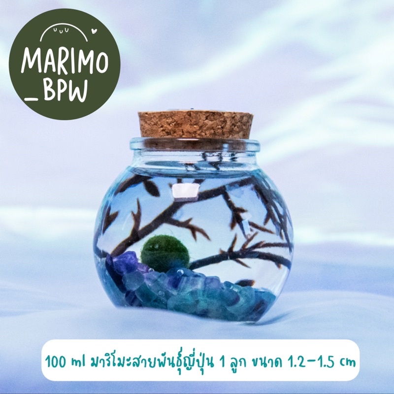 พร้อมส่ง set marimo โหลกลมรุ่น 2 - marimobpw - ThaiPick