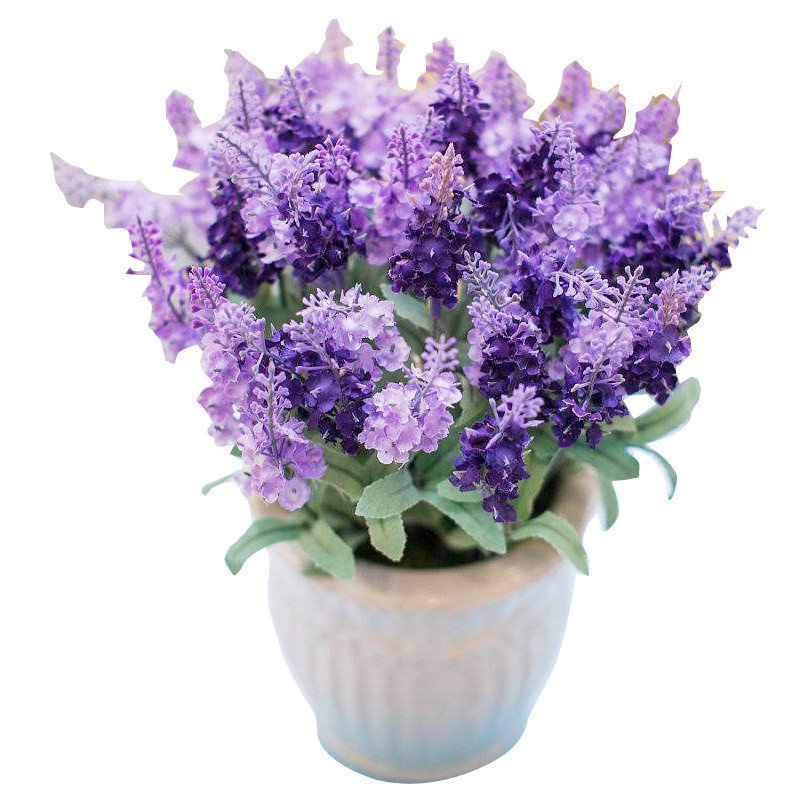 100 Pcs Bibit Bunga Lavender Empat Musim Untuk Balkon Halaman 4Hj1 ...