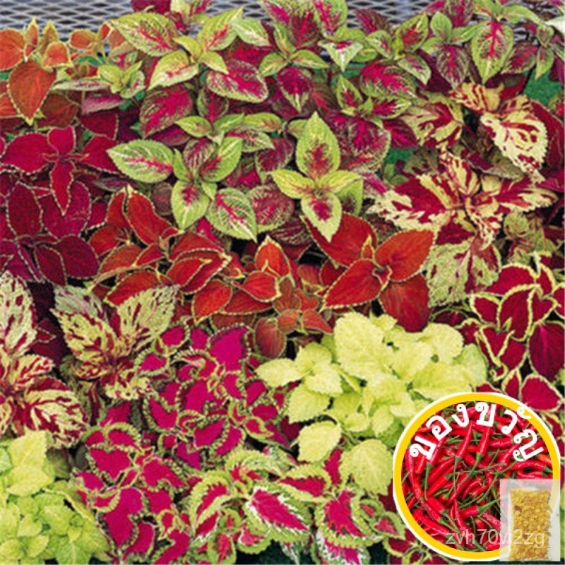 50 PCS Rare Mix Coleus Seeds Lithops Seeds Garden Colorful Flowers ...